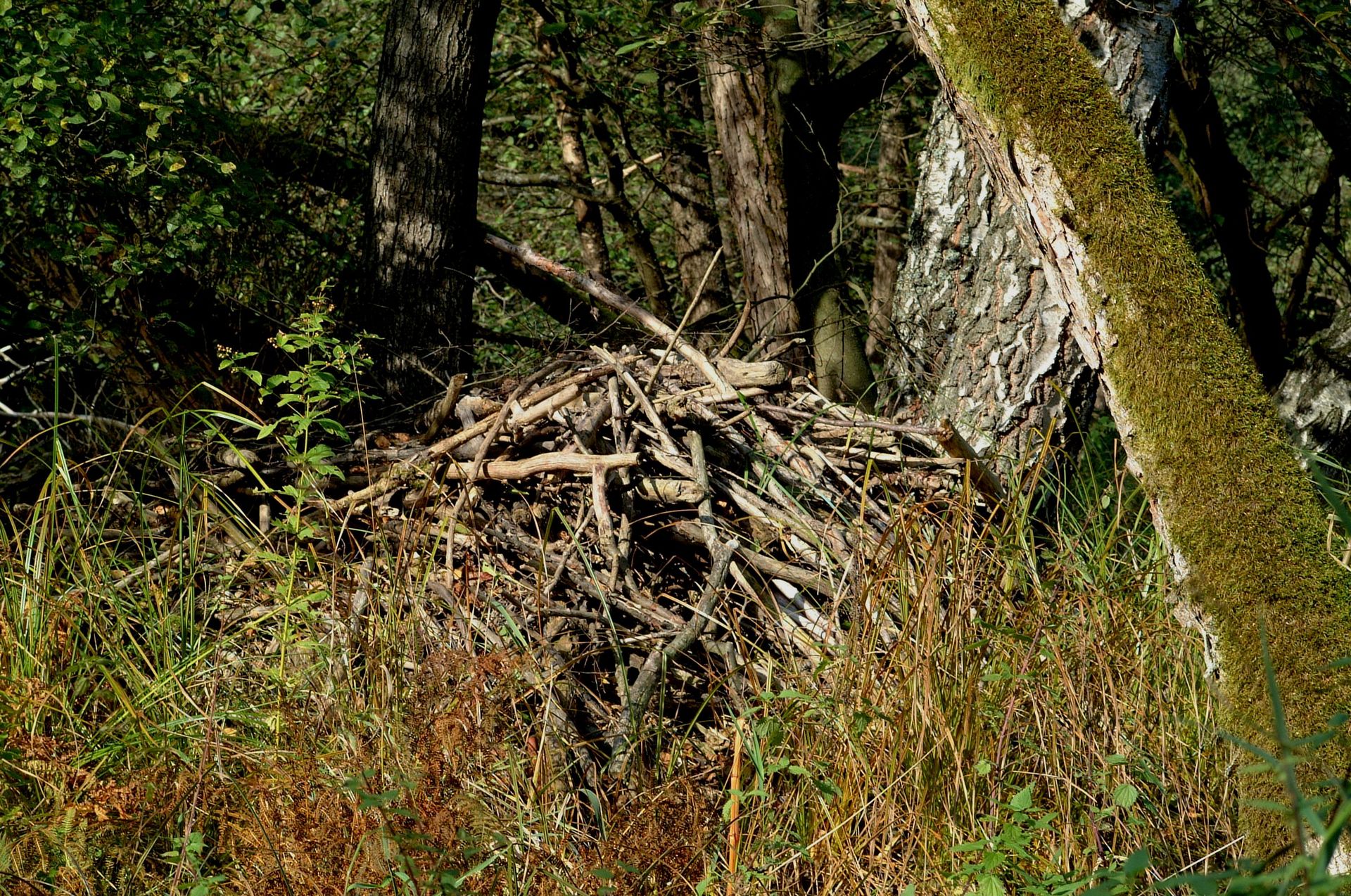 Wissenswertes über den Biber - BUND Naturschutz in Bayern e.V.
