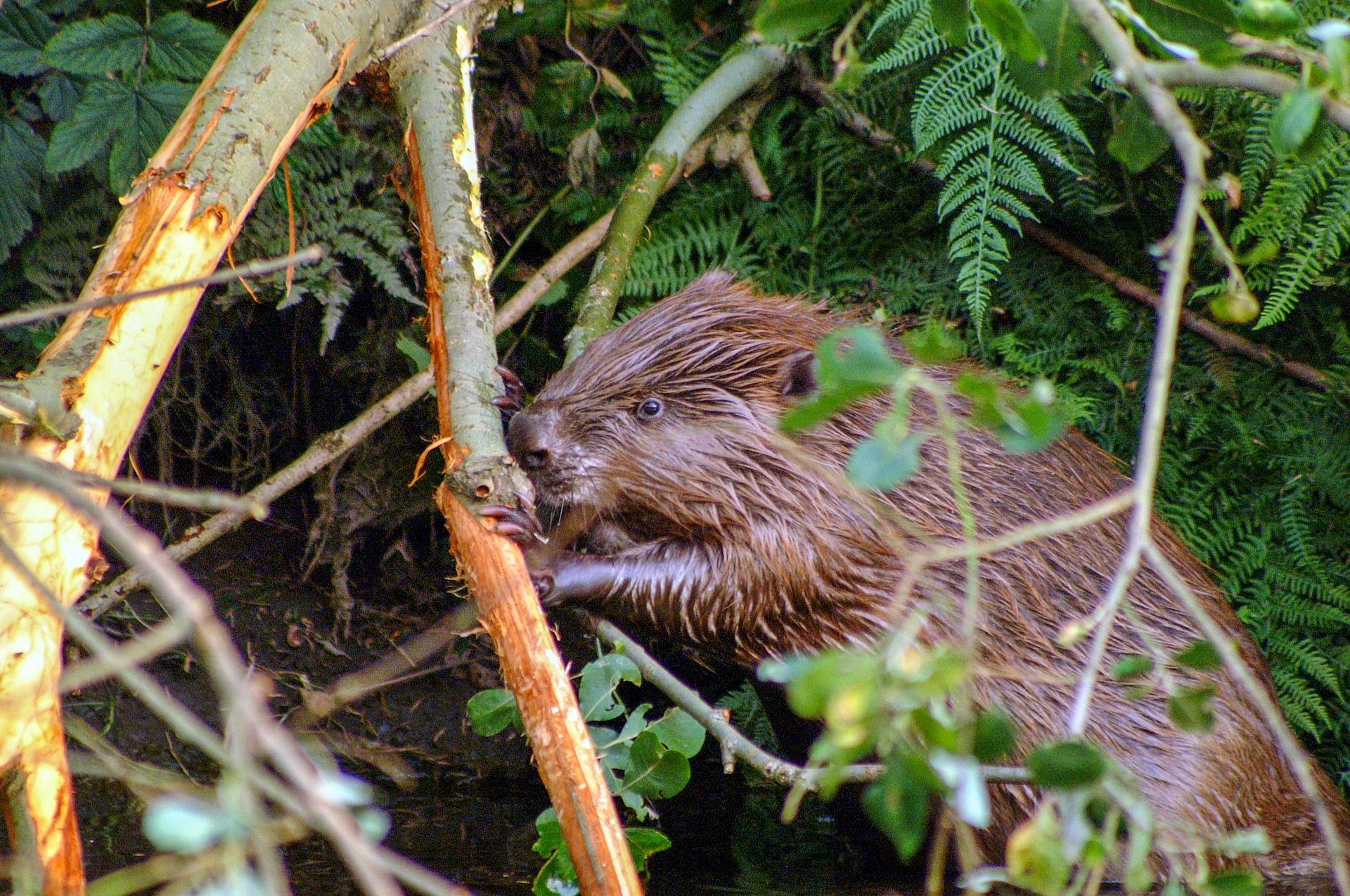Wissenswertes über den Biber - BUND Naturschutz in Bayern e.V.