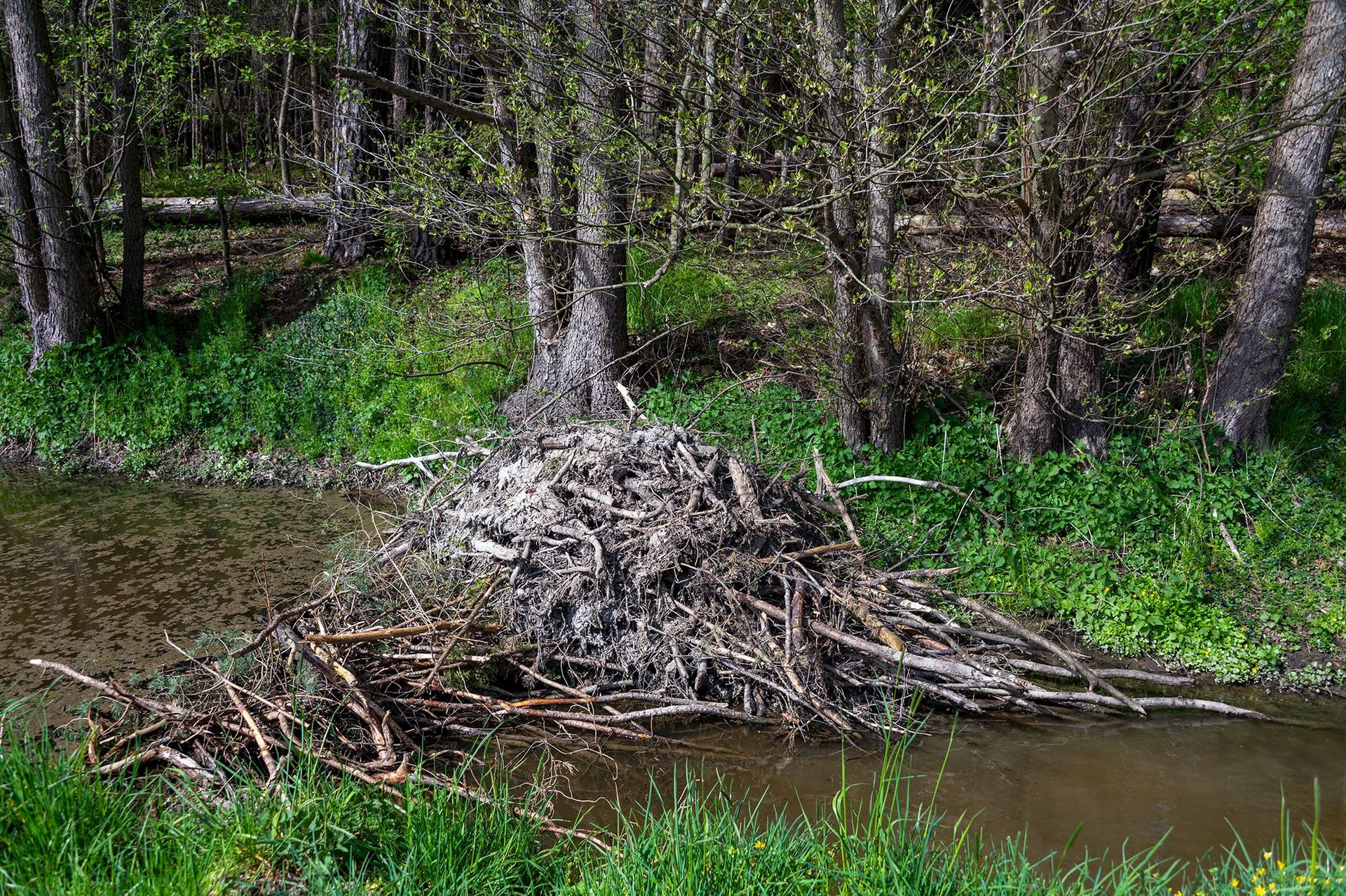 Wissenswertes über den Biber - BUND Naturschutz in Bayern e.V.