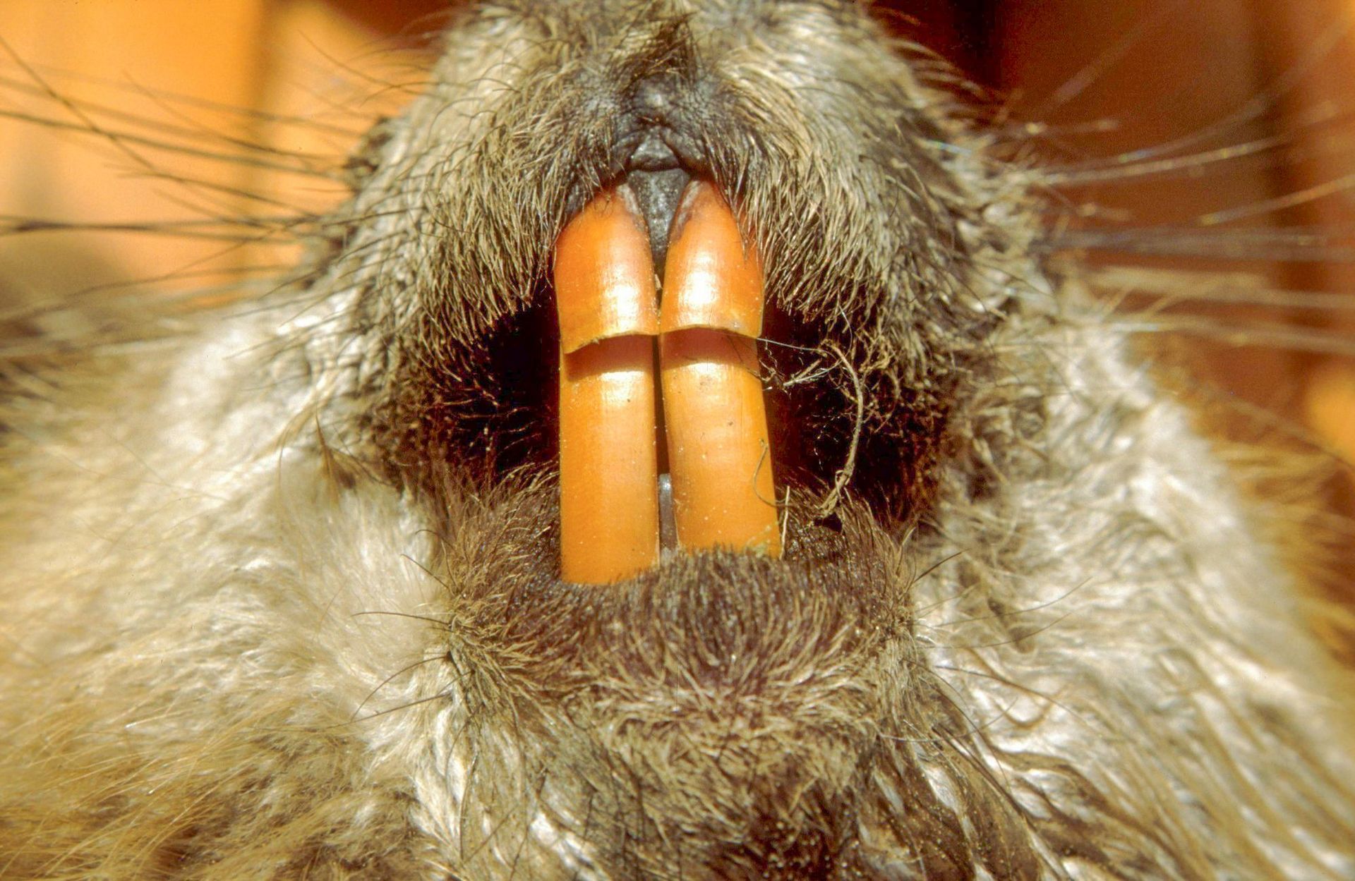 Wissenswertes über den Biber - BUND Naturschutz in Bayern e.V.